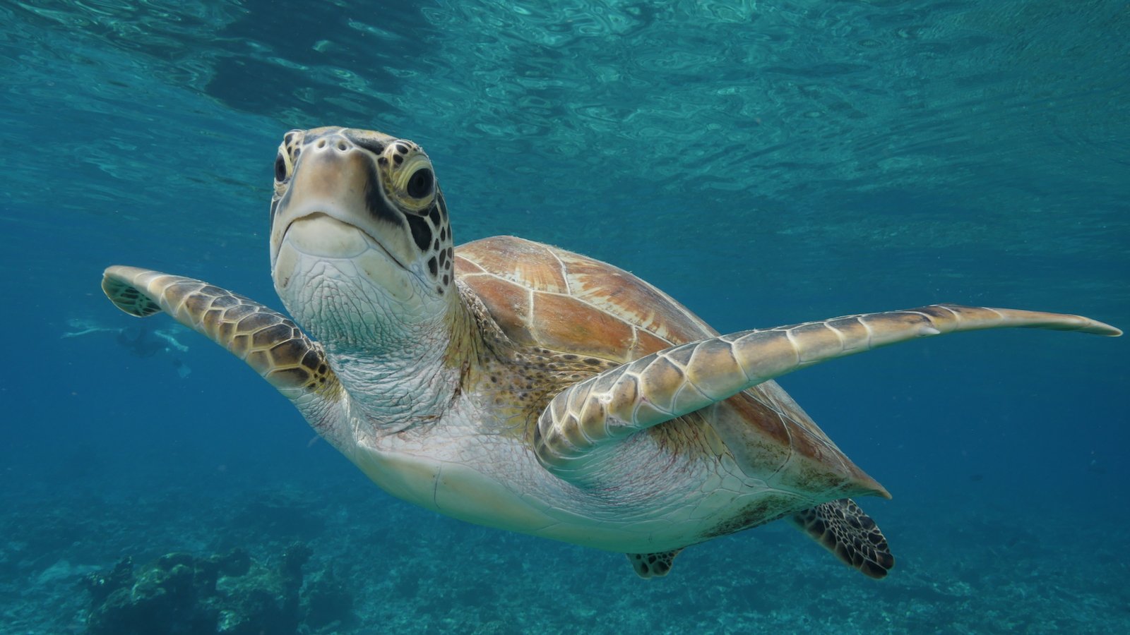 World Turtle Day and the Sea Turtles of Maldives - Ocean Dimensions World Turtle Day and the Sea Turtles of Maldives - Ocean Dimensions
