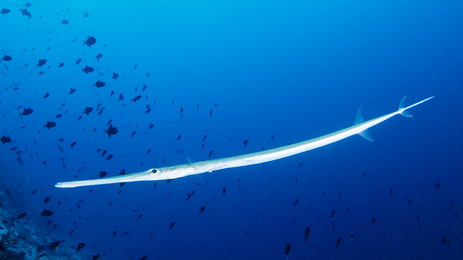 Long skinny fish - Ocean Dimensions Long skinny fish - Ocean Dimensions